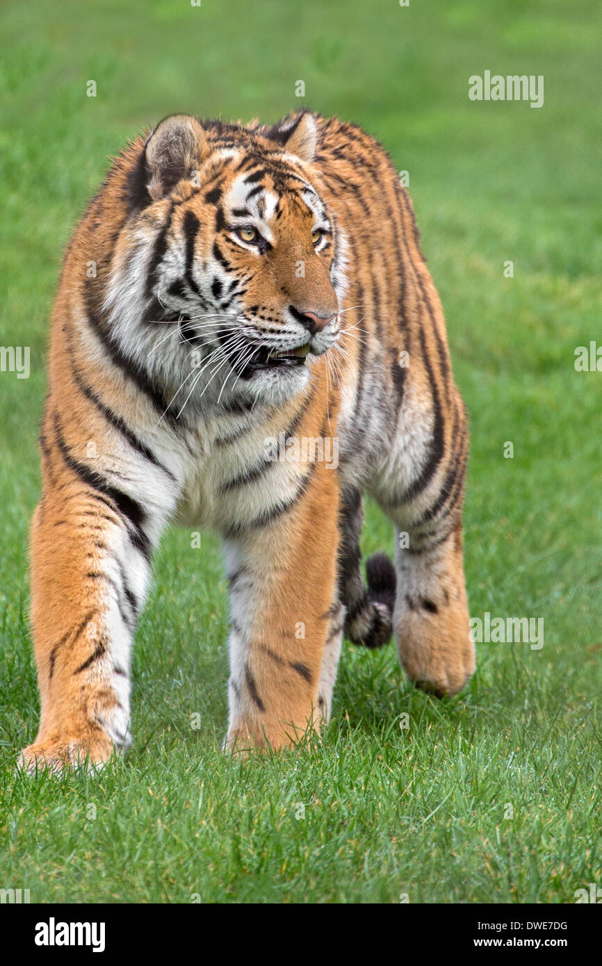 Amur tiger hi-res stock photography and images - Alamy