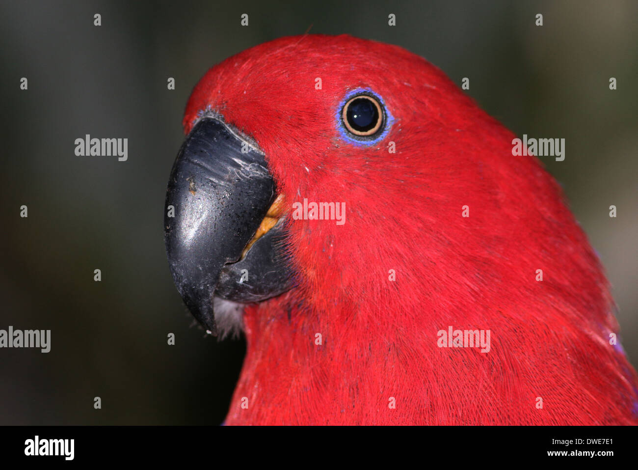 Eclectus Parrot Mutations