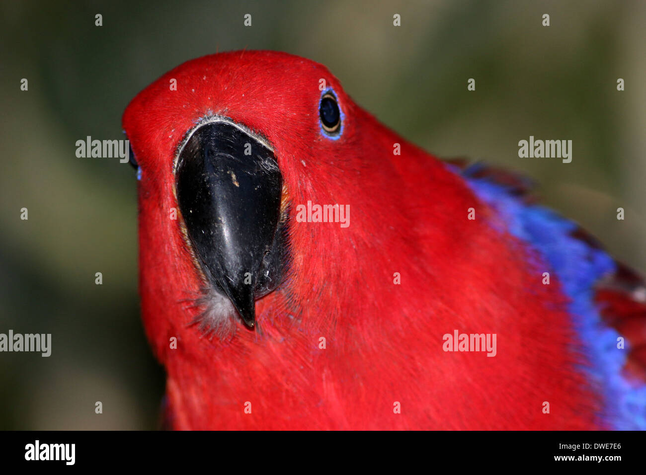 Female Red-sided Eclectus Parrot (Eclectus roratus) close-up, facing ...