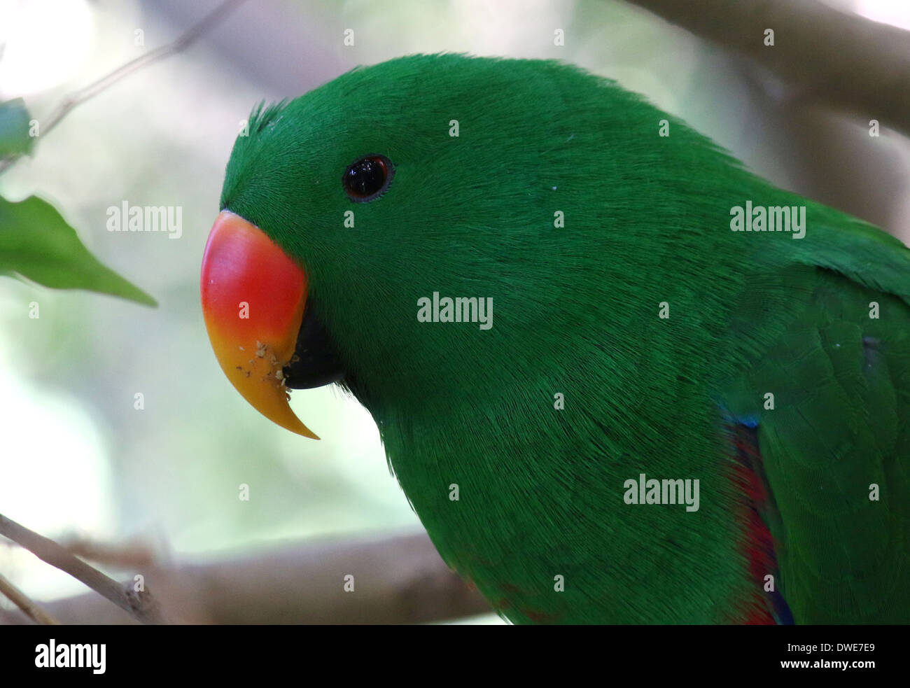Pappagallo eclectus hi-res stock photography and images - Alamy