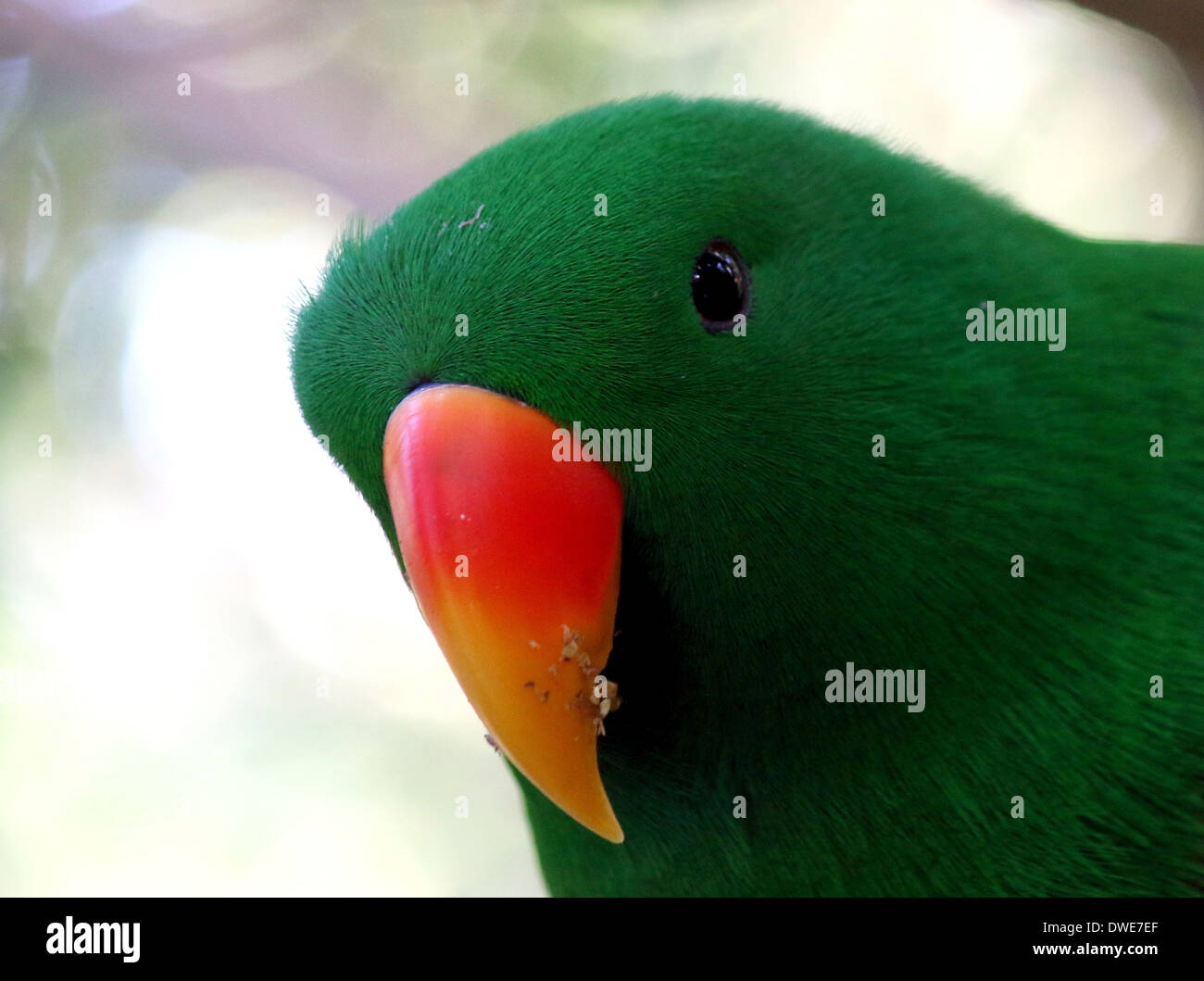 Grand eclectus parrot hi-res stock photography and images - Alamy