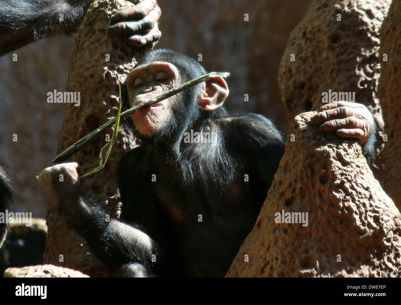 Szympans zwyczajny hi-res stock photography and images - Alamy