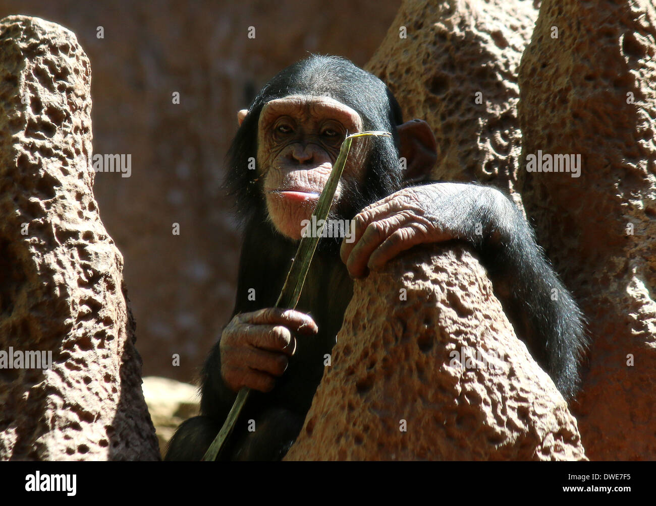 Chimp playing stick hi-res stock photography and images - Alamy