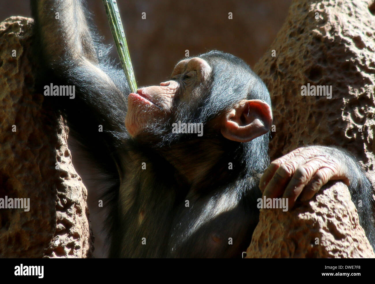 Chimpanzee profile hi-res stock photography and images - Alamy