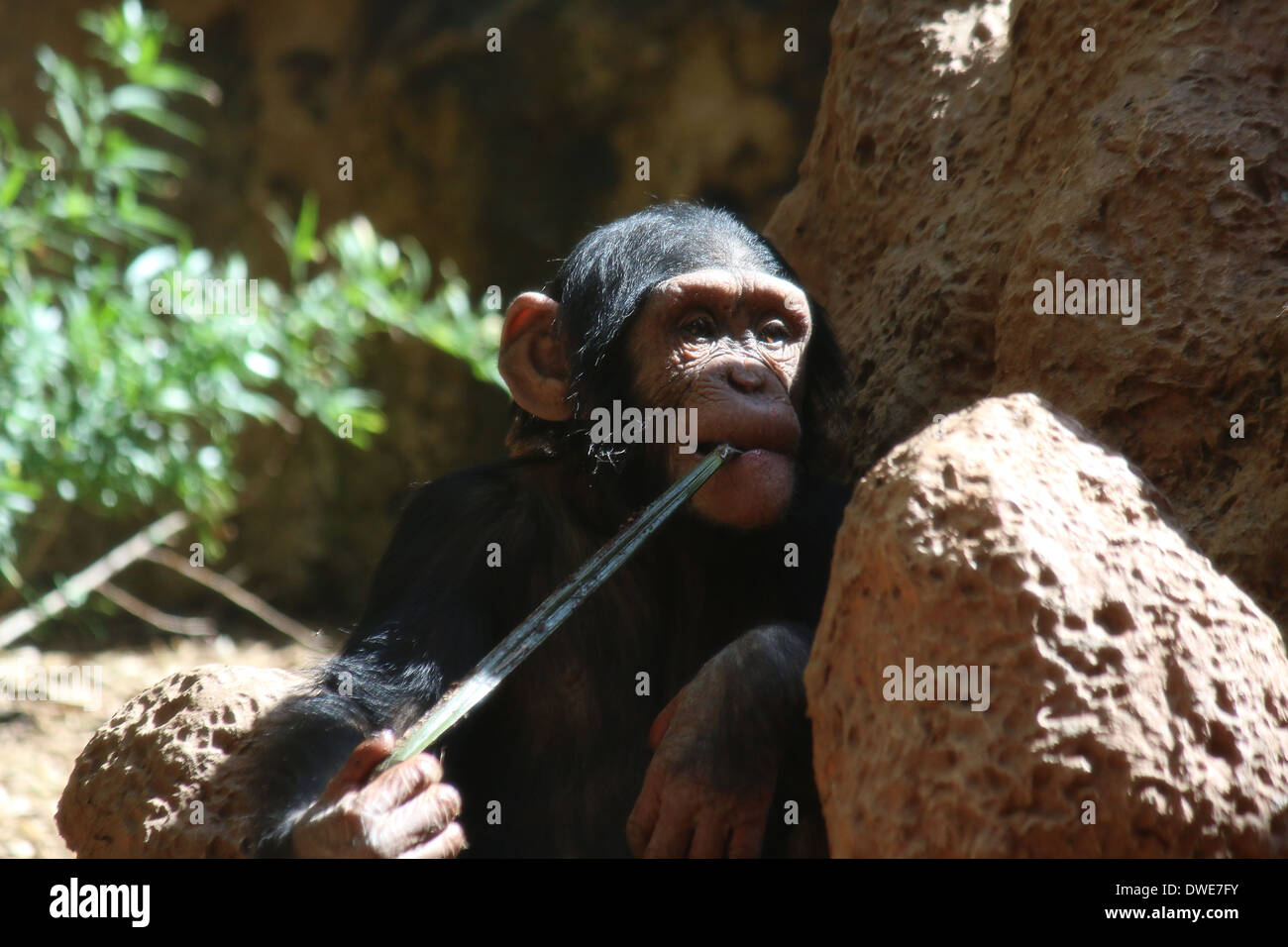 Chimp playing stick hi-res stock photography and images - Alamy