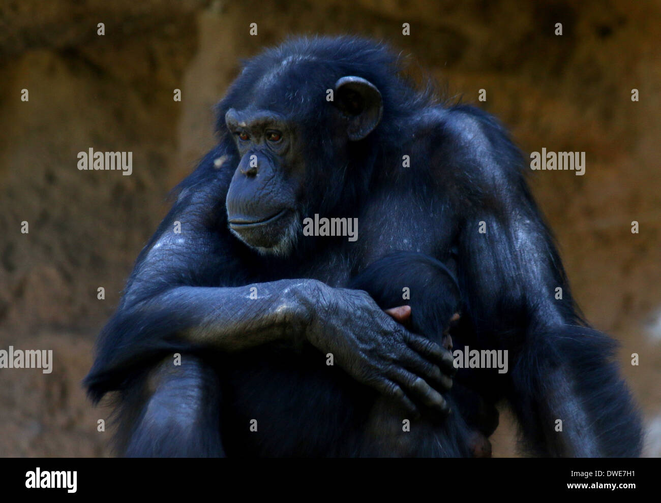 Chimpance Comun High Resolution Stock Photography and Images - Alamy
