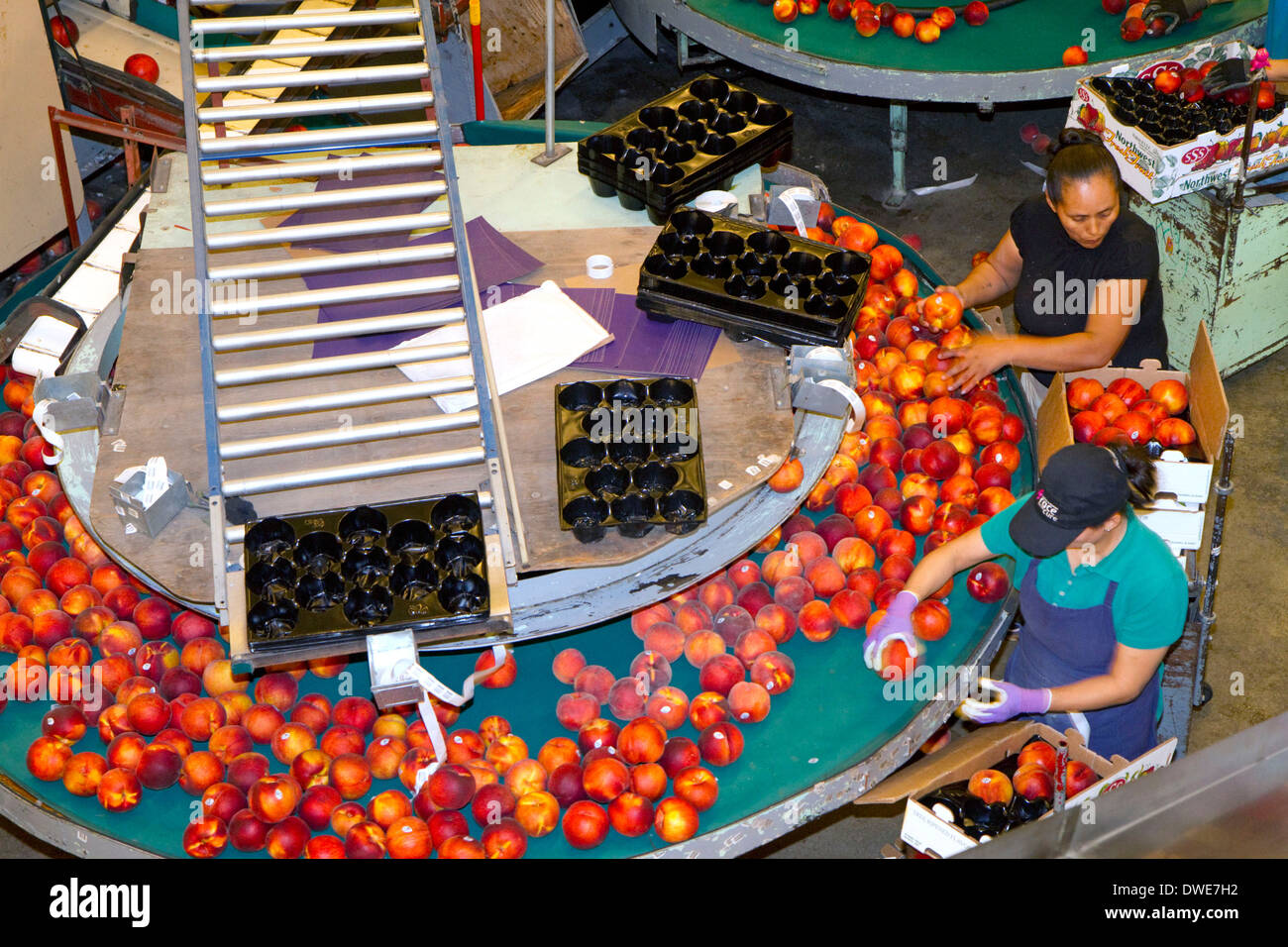Workers sort peaches at the Symms Fruit Ranch packing facility near ...