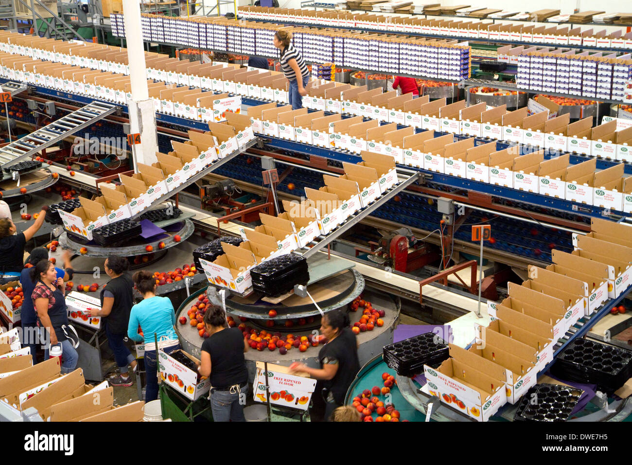 Workers sort peaches at the Symms Fruit Ranch packing facility near ...