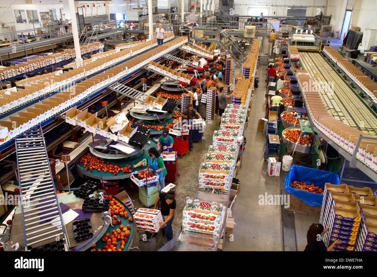 Workers sort peaches at the Symms Fruit Ranch packing facility near ...