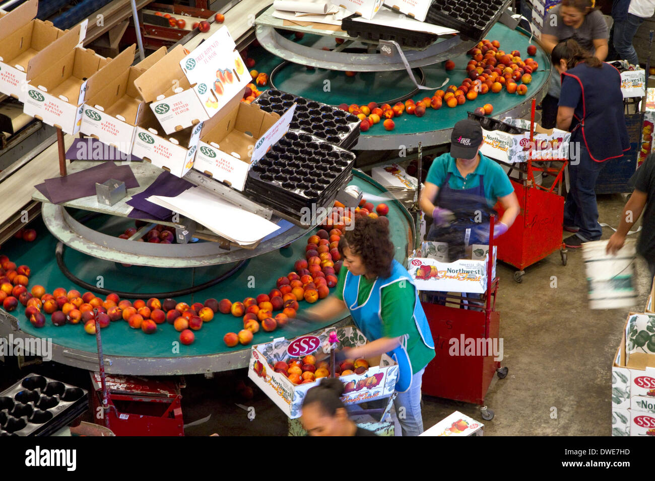Workers sort peaches at the Symms Fruit Ranch packing facility near ...