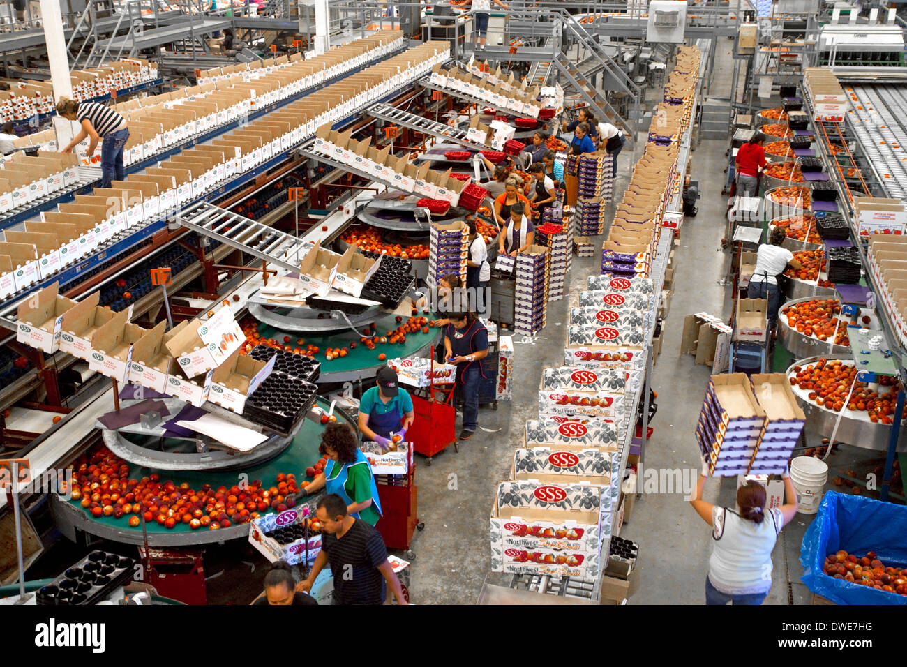 Workers sort peaches at the Symms Fruit Ranch packing facility near ...