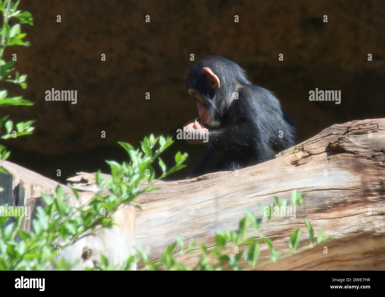 Chimpance Comun High Resolution Stock Photography and Images - Alamy