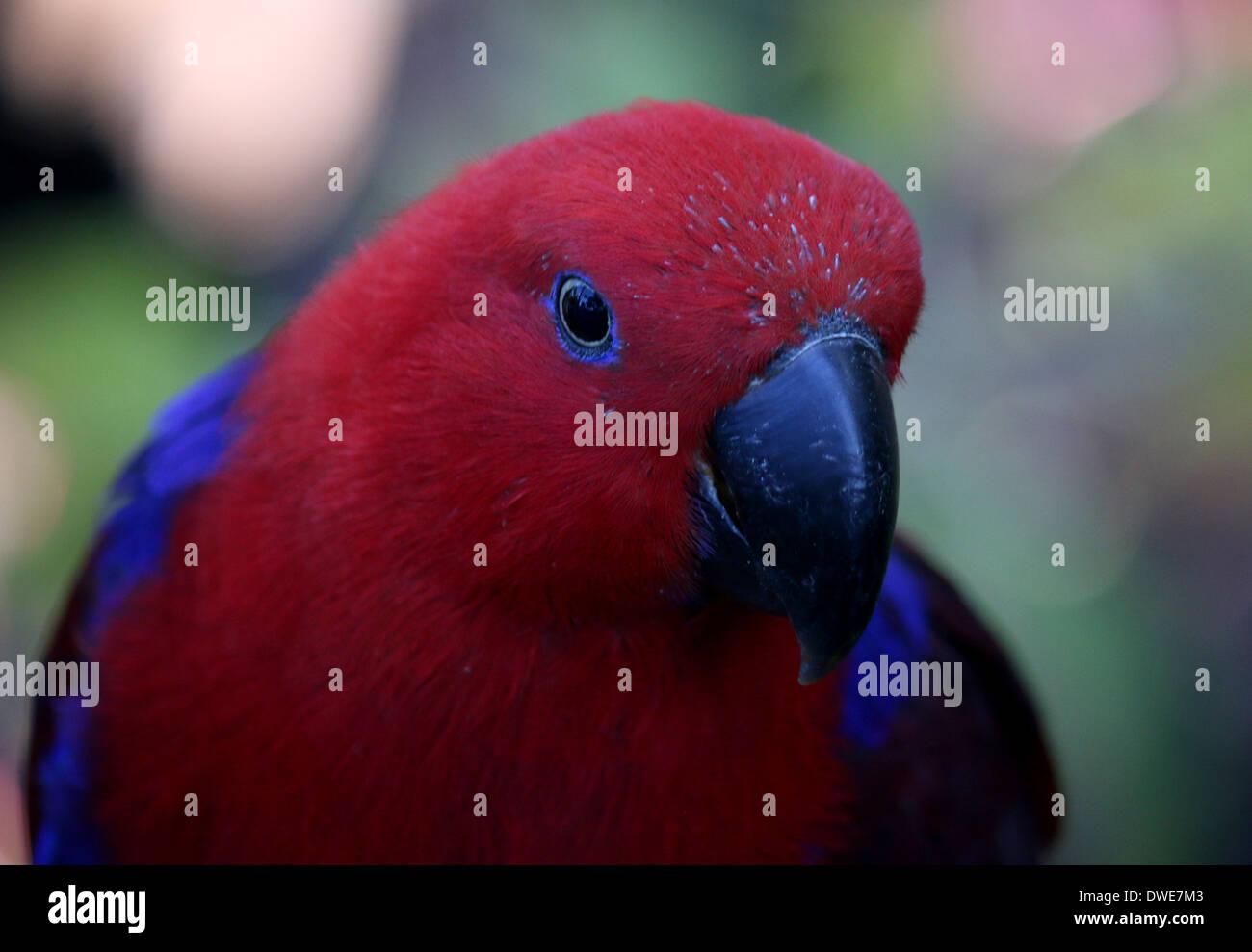 Female Red-sided Eclectus Parrot (Eclectus roratus) close-up Stock ...