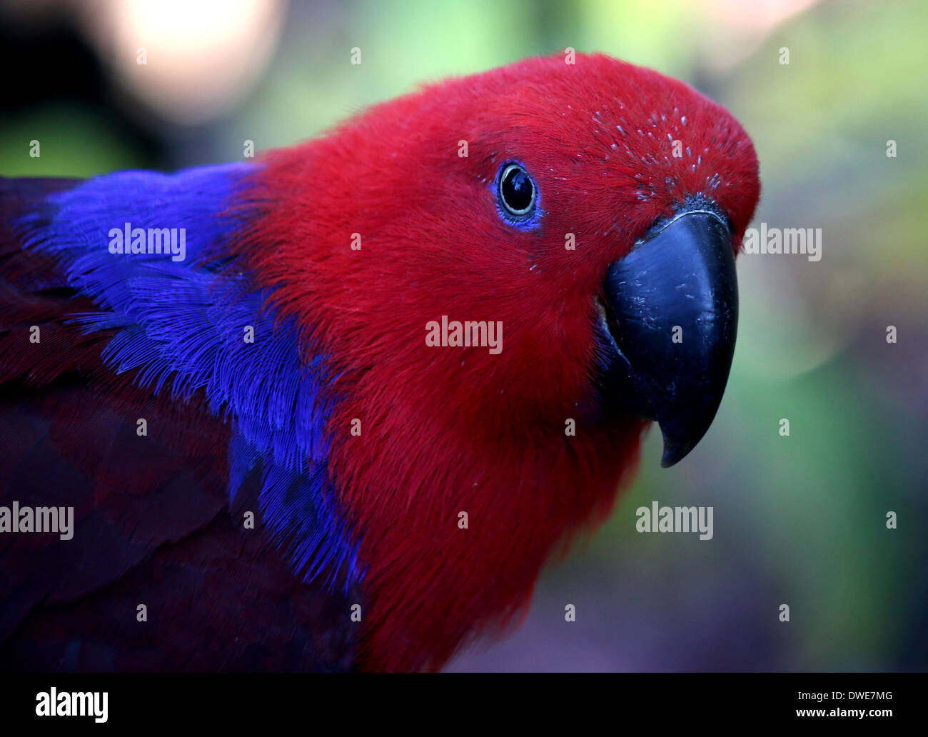 Female Parrots Stock Photos & Female Parrots Stock Images - Alamy