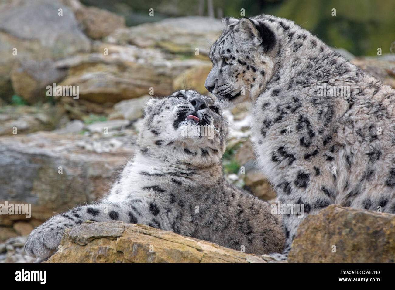 Snow leopards hi-res stock photography and images - Alamy