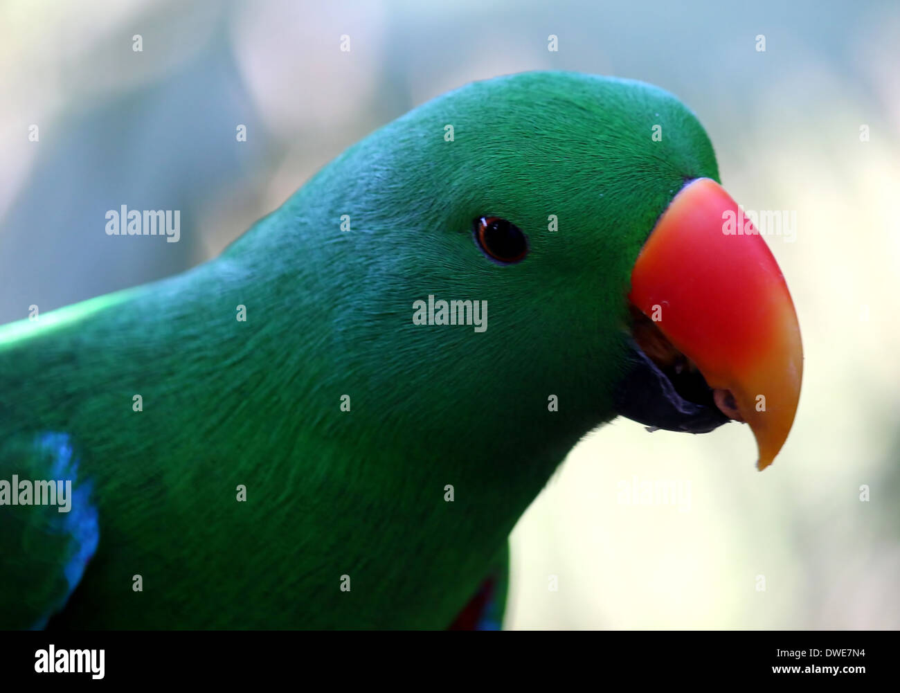 Grand eclectus parrot hi-res stock photography and images - Alamy
