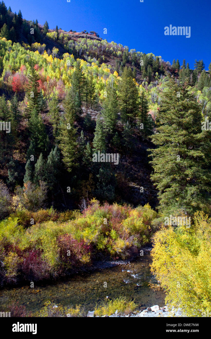 Autumn color along the Logan River in Logan Canyon, Utah, USA Stock ...