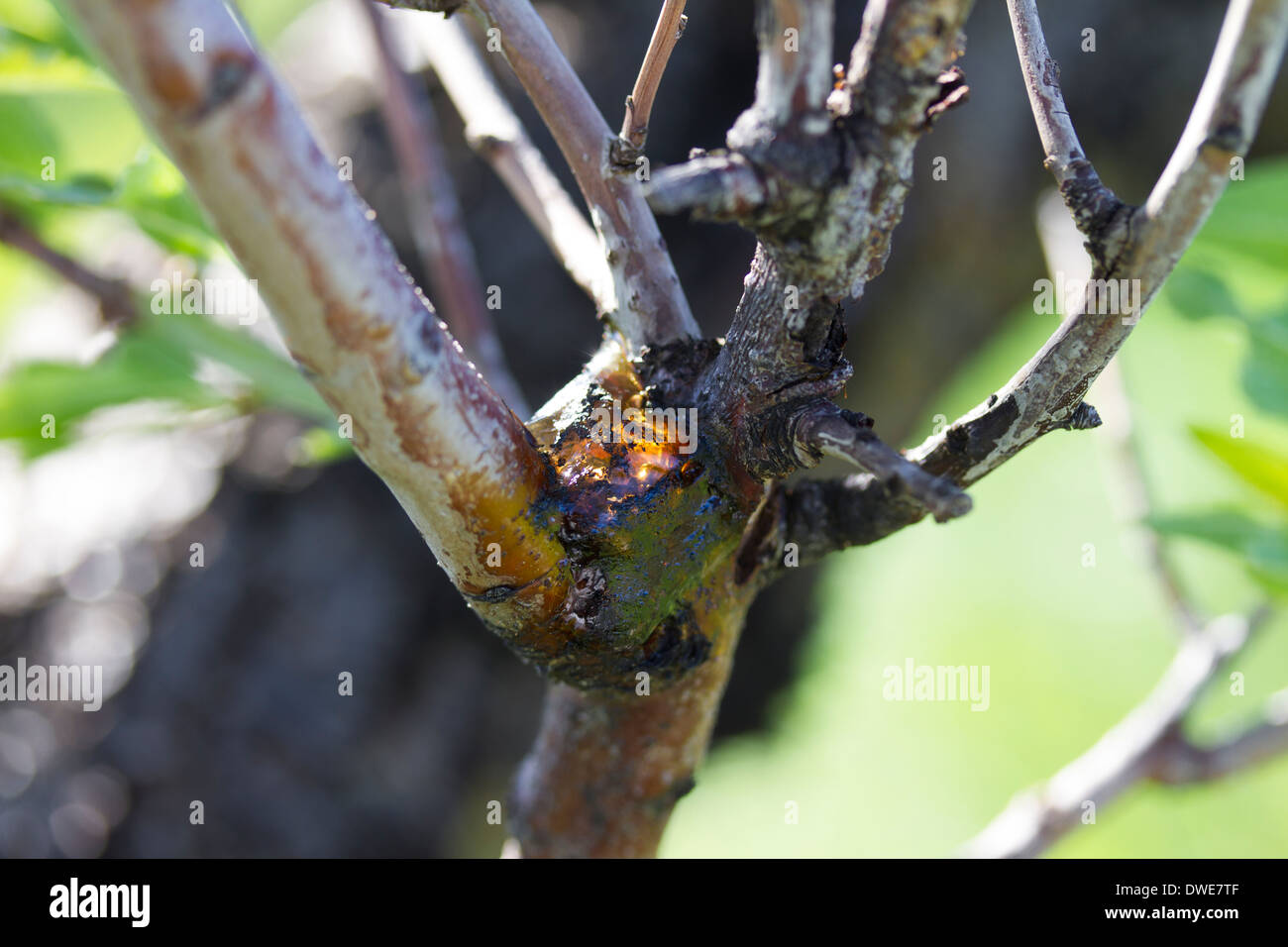 Amber resin tree hi-res stock photography and images - Alamy