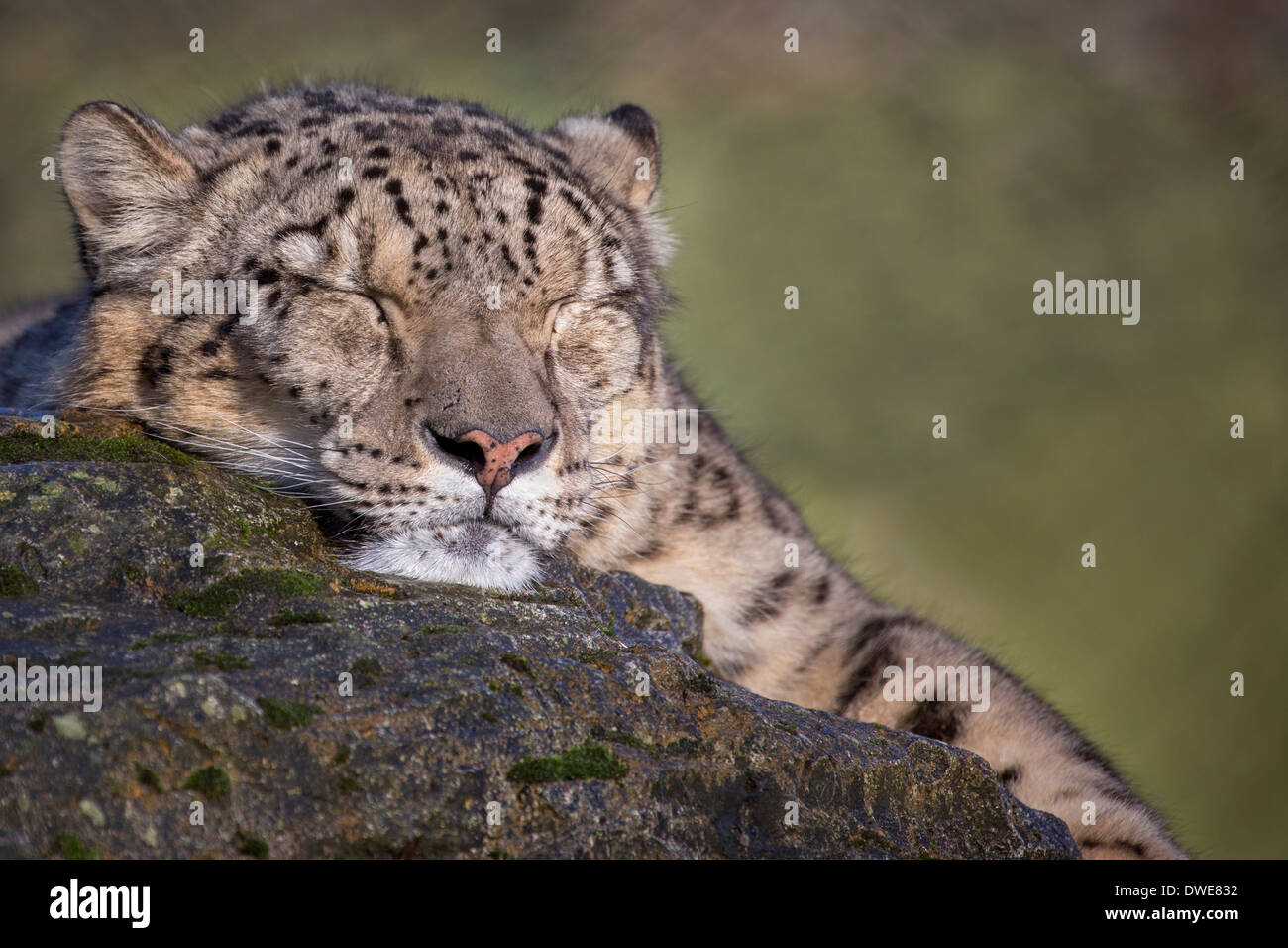 Sleeping Snow Leopard Stock Photo - Alamy