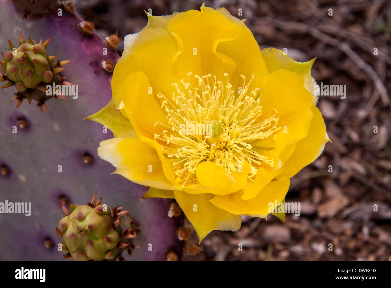 Flower reproductive organs hi-res stock photography and images - Alamy