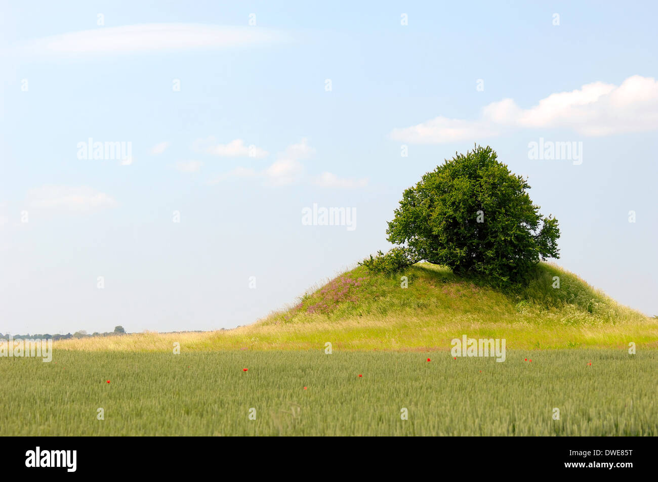 Tree and small hill Stock Photo - Alamy