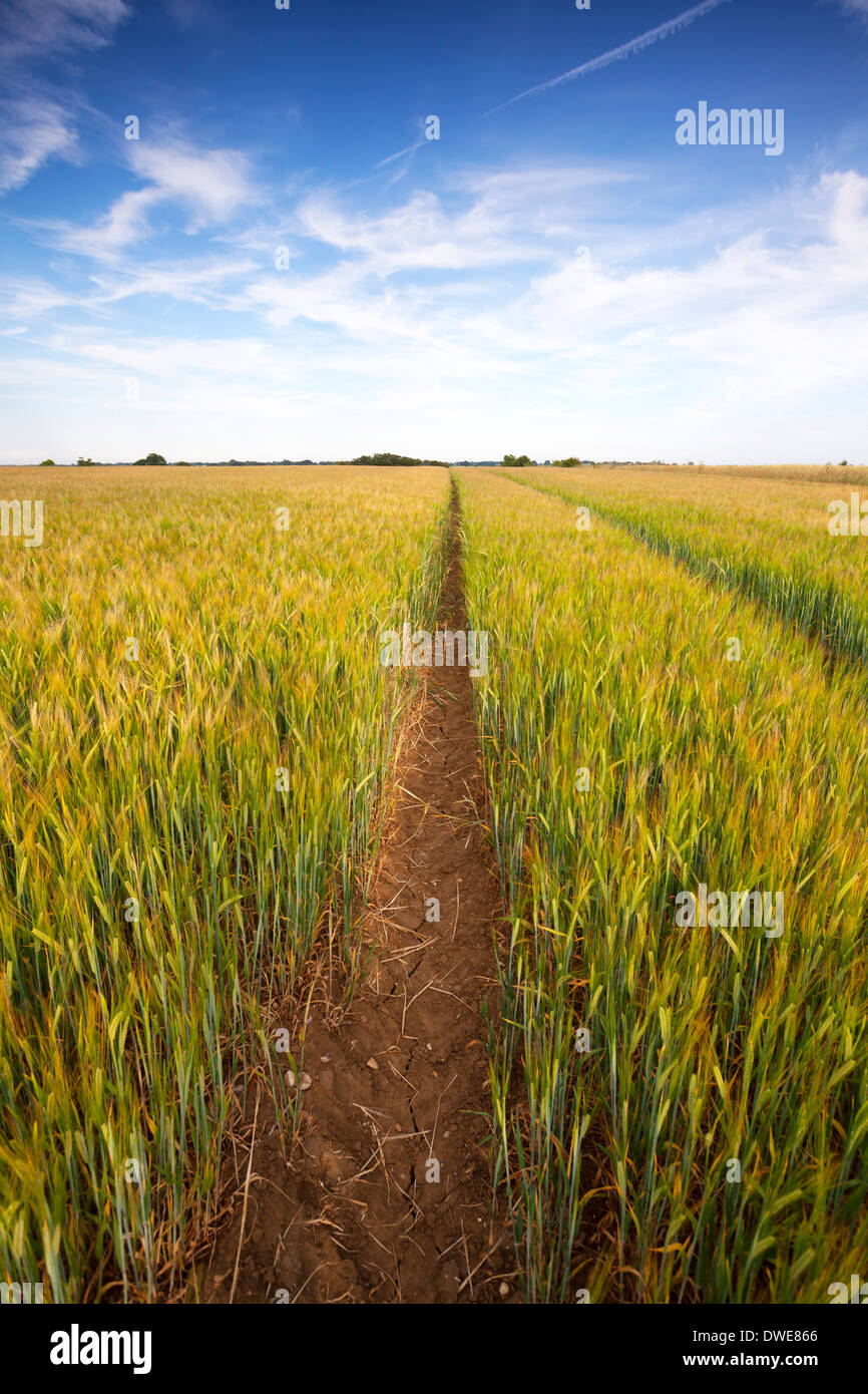 Summer landscape in Norfolk, UK Stock Photo - Alamy