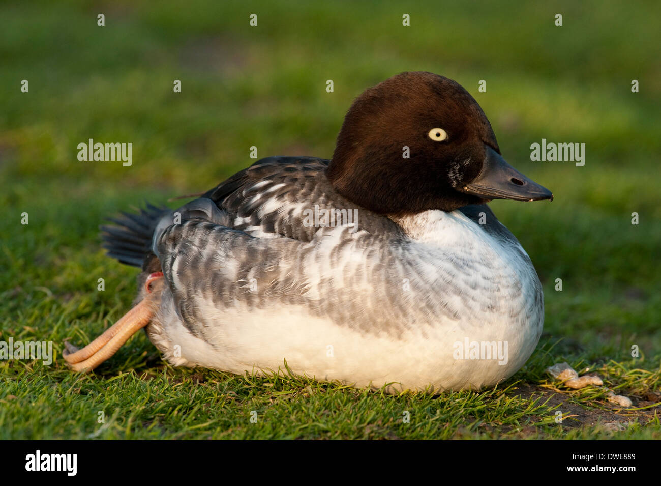 Female goldeneye duck hi-res stock photography and images - Alamy