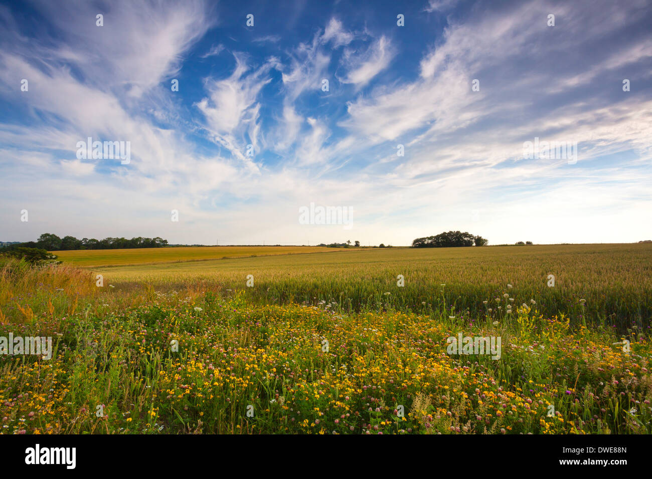 Summer landscape in Norfolk, UK Stock Photo - Alamy