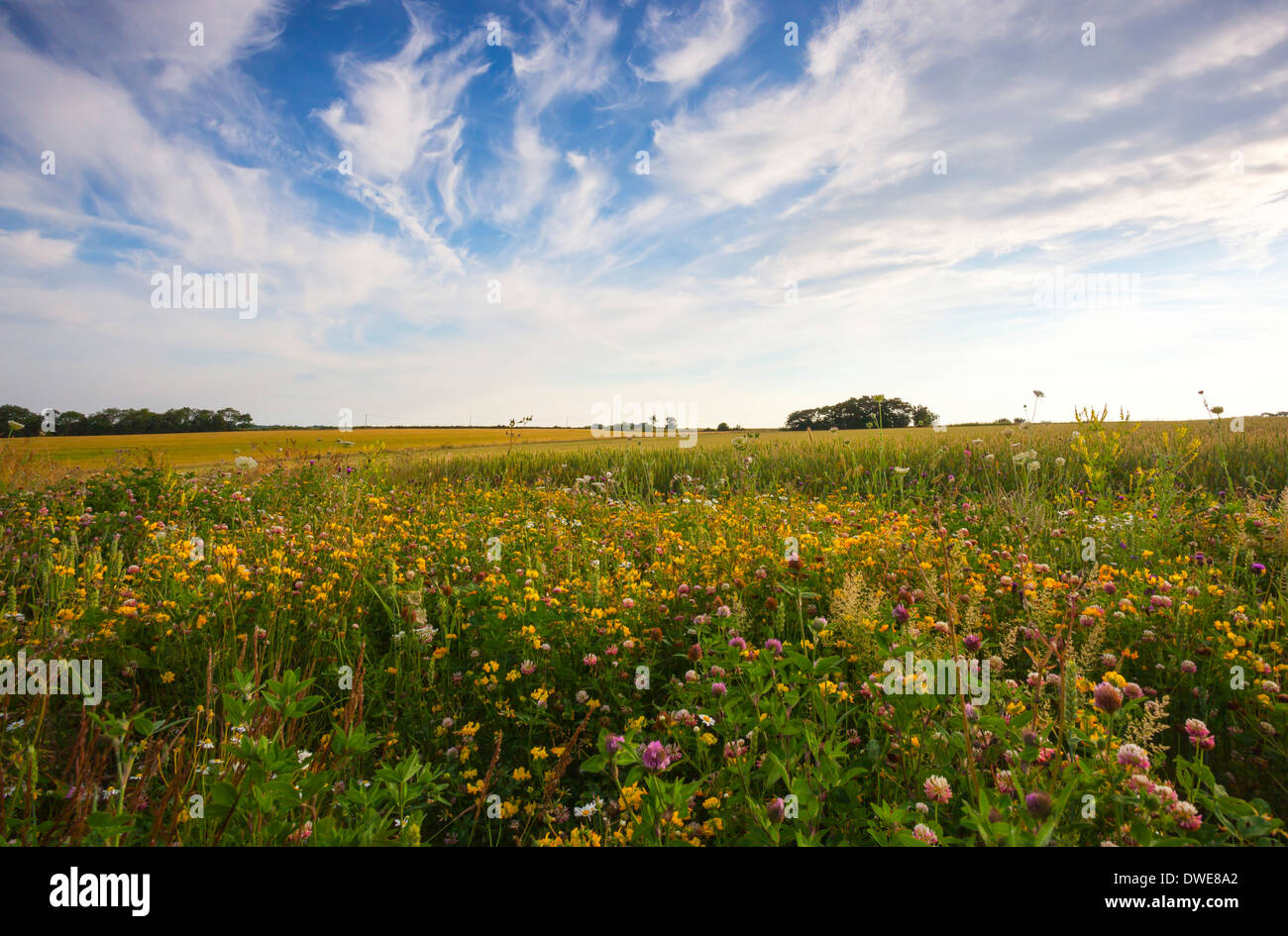 Summer landscape in Norfolk, UK Stock Photo - Alamy