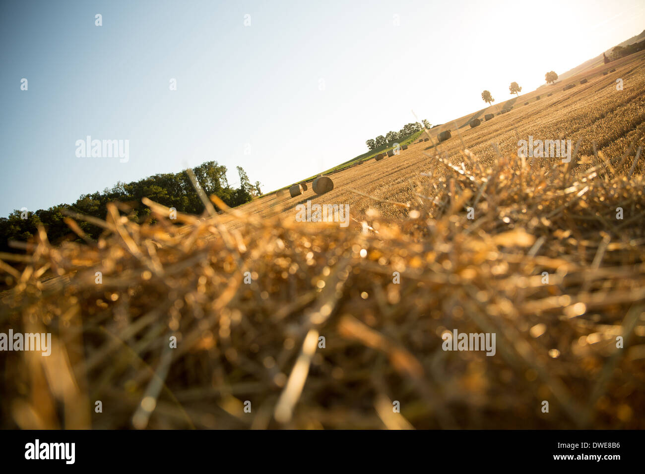 Bunch of hay hi-res stock photography and images - Alamy