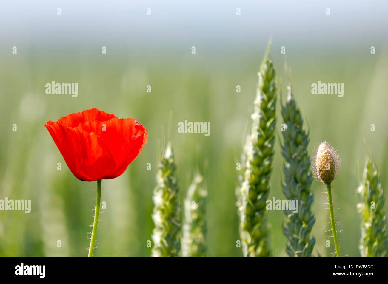 Red poppy and corn Stock Photo - Alamy