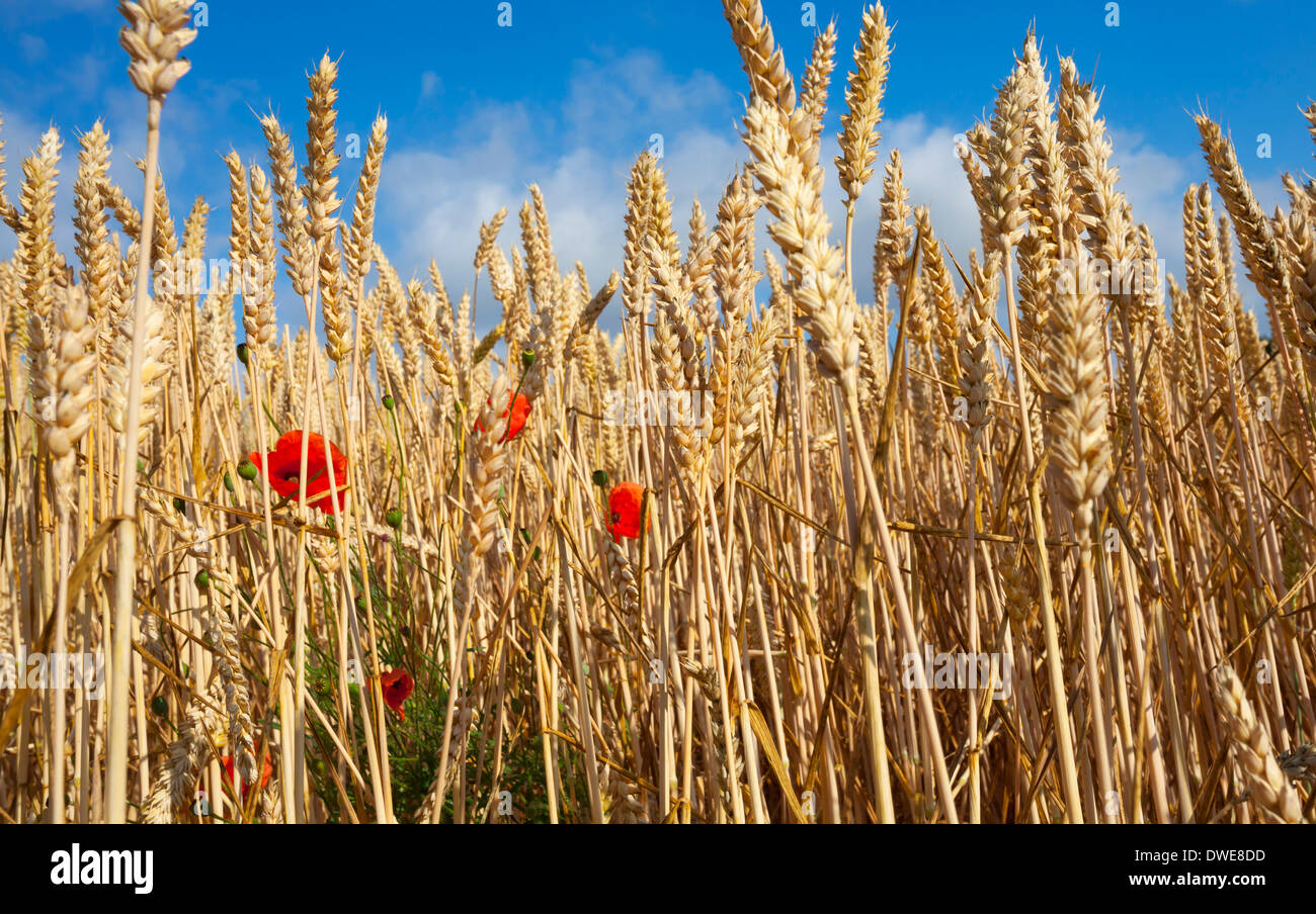 Poppies in an English wheat field Stock Photo - Alamy