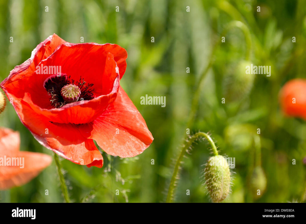 Corn field red poppy hi-res stock photography and images - Alamy