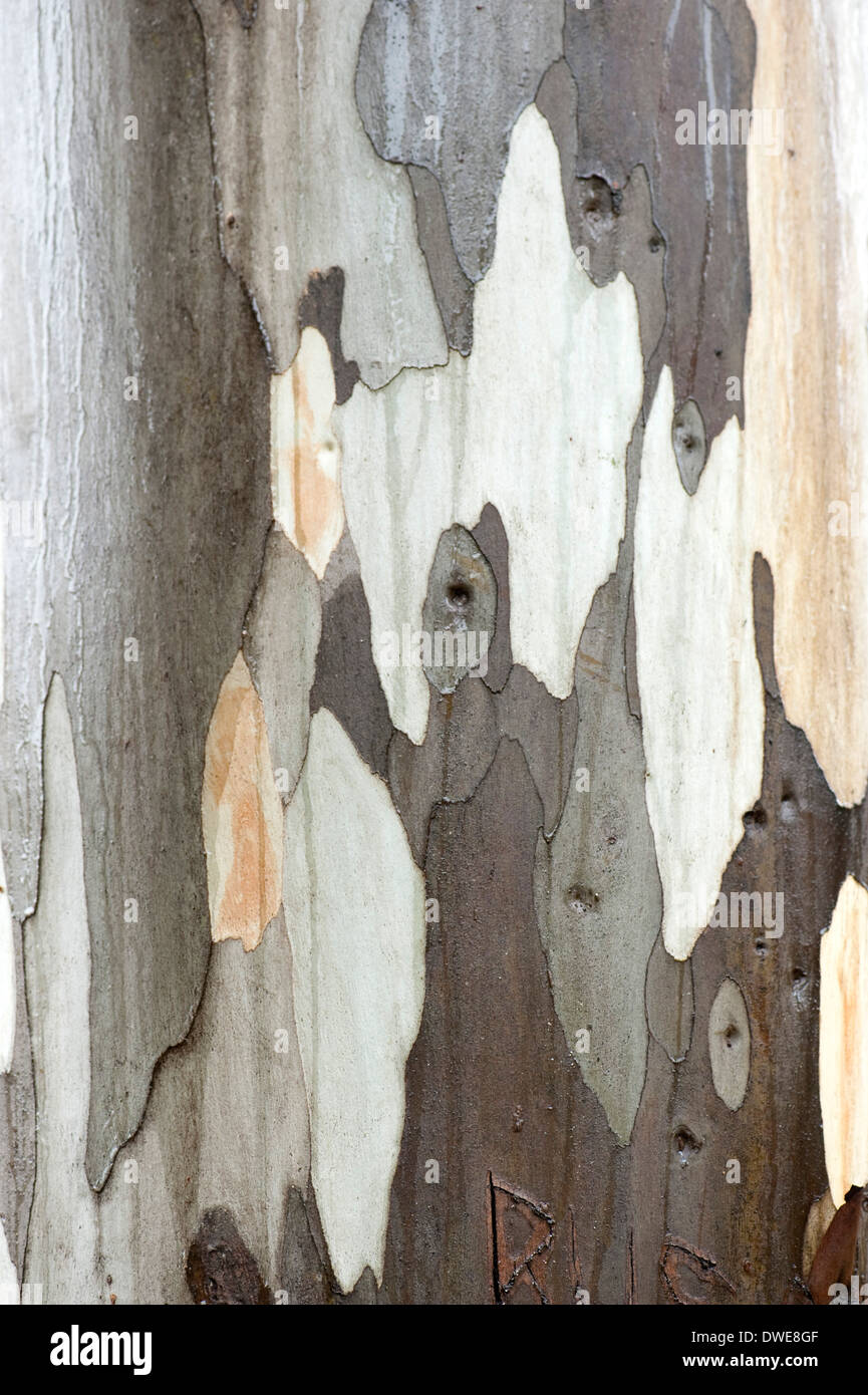 Eucalyptus tree bark pattern hi-res stock photography and images - Alamy