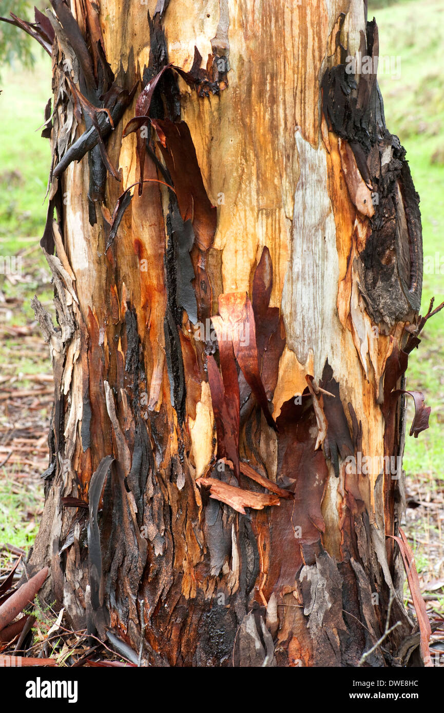 Peeling bark hi-res stock photography and images - Alamy