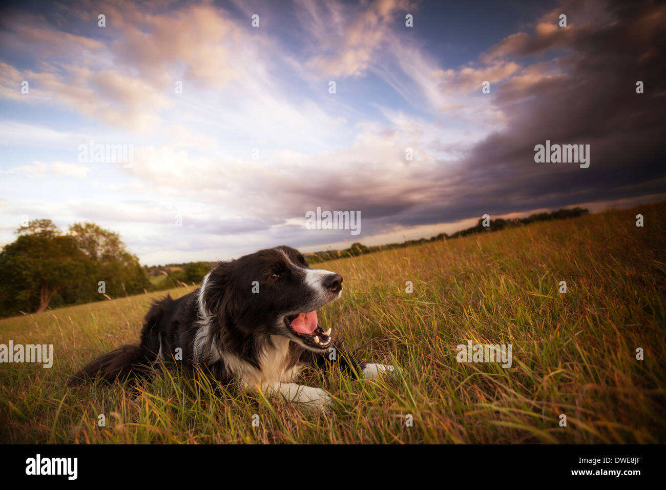 Border collie sheepdog hi-res stock photography and images - Alamy