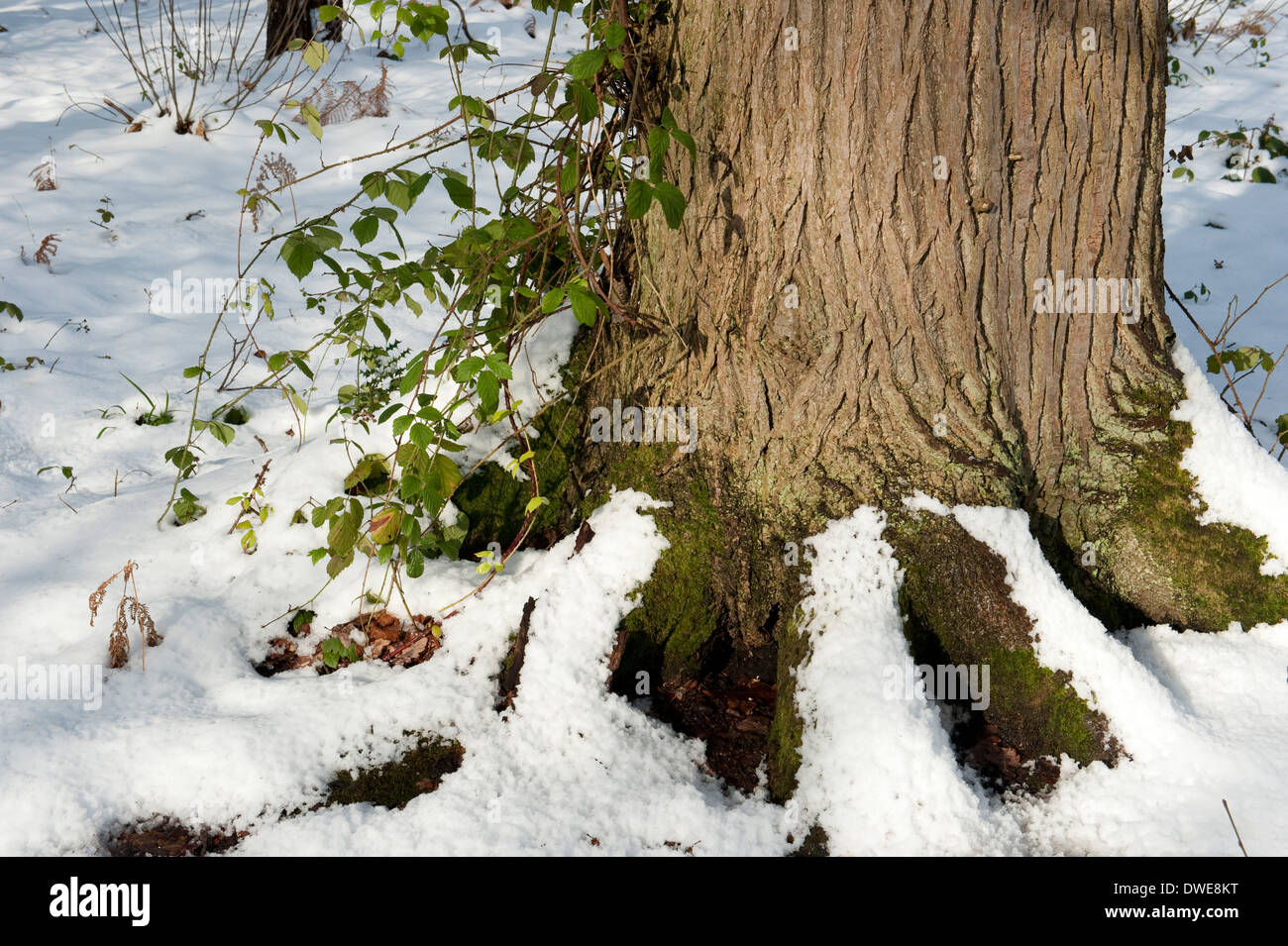 Sweet Chestnut Tree Bark Thornden Woodlands Kent UK Stock Photo - Alamy
