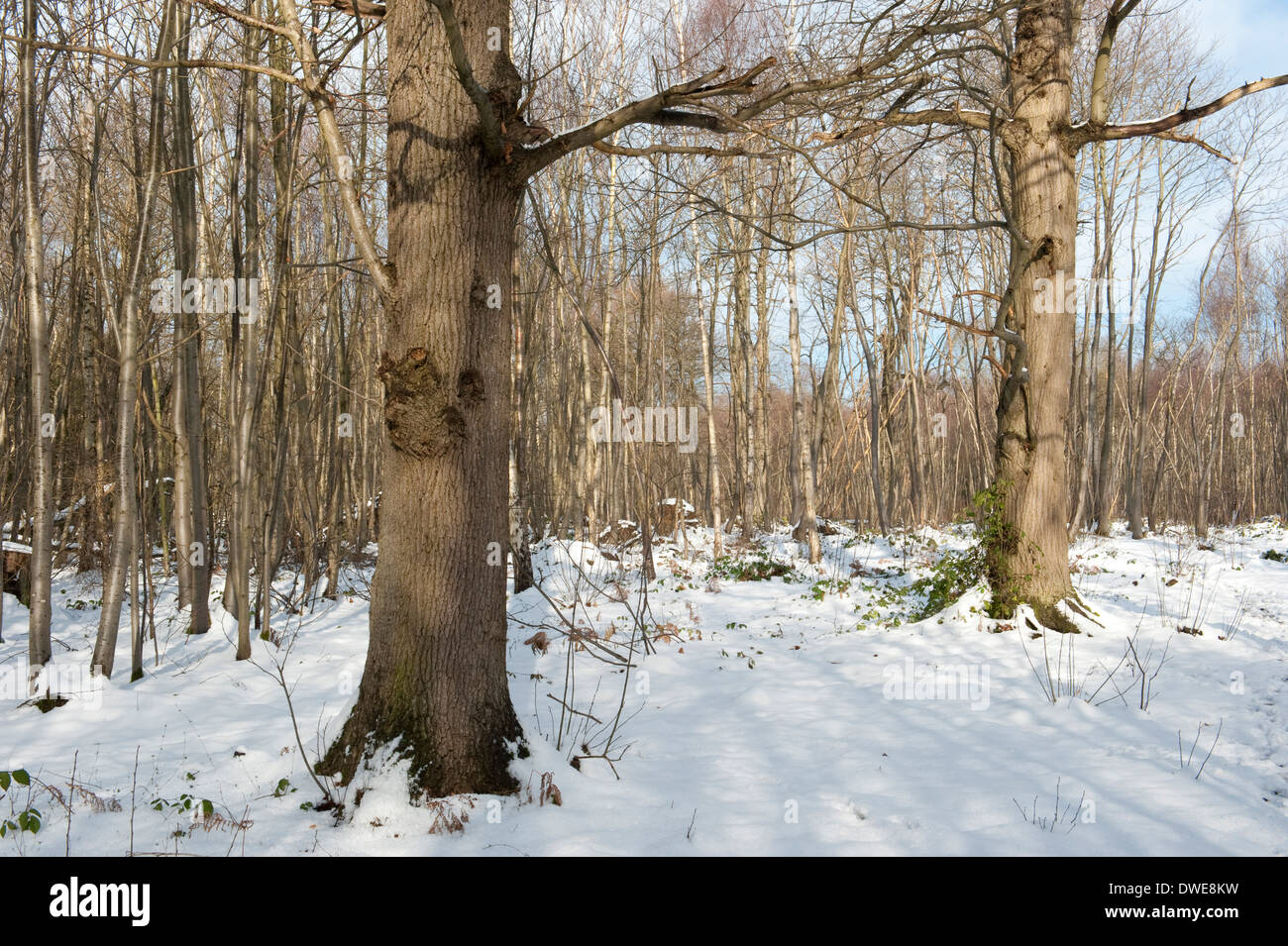Sweet chestnut trees hi-res stock photography and images - Alamy
