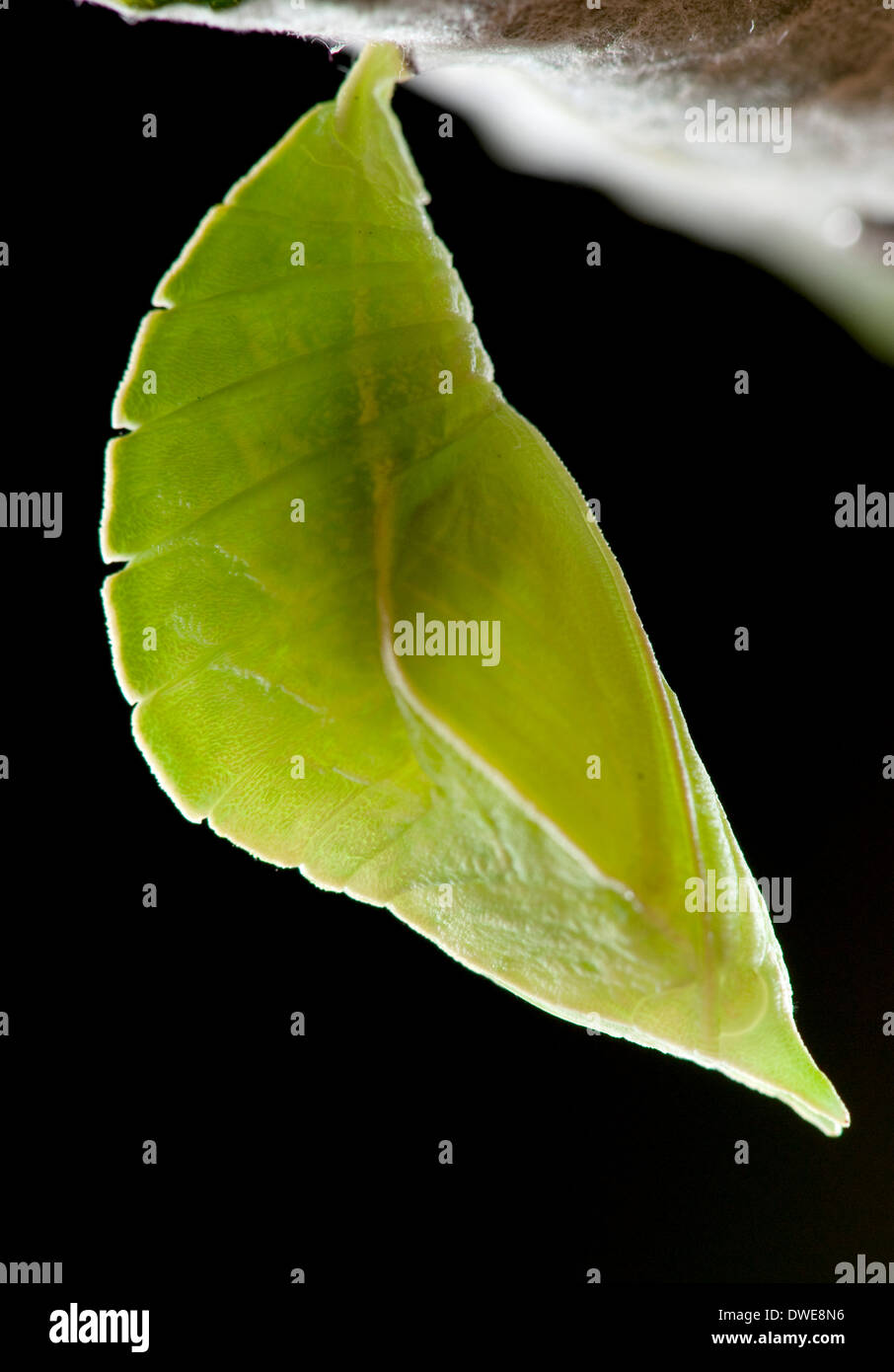 Purple Emperor Butterfly Pupae Apatura iris UK Stock Photo - Alamy