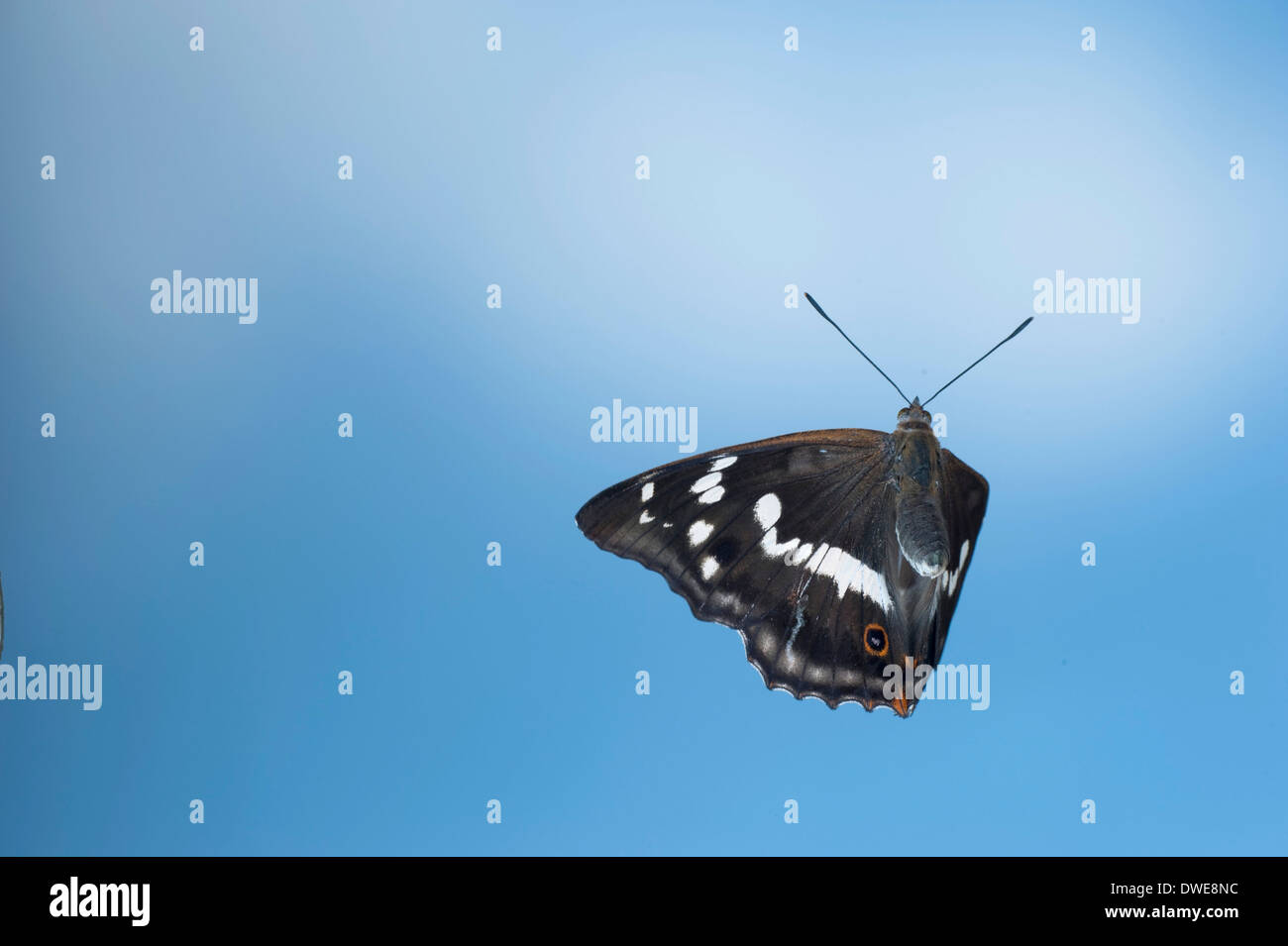 Butterfly In Flight High Resolution Stock Photography and Images - Alamy