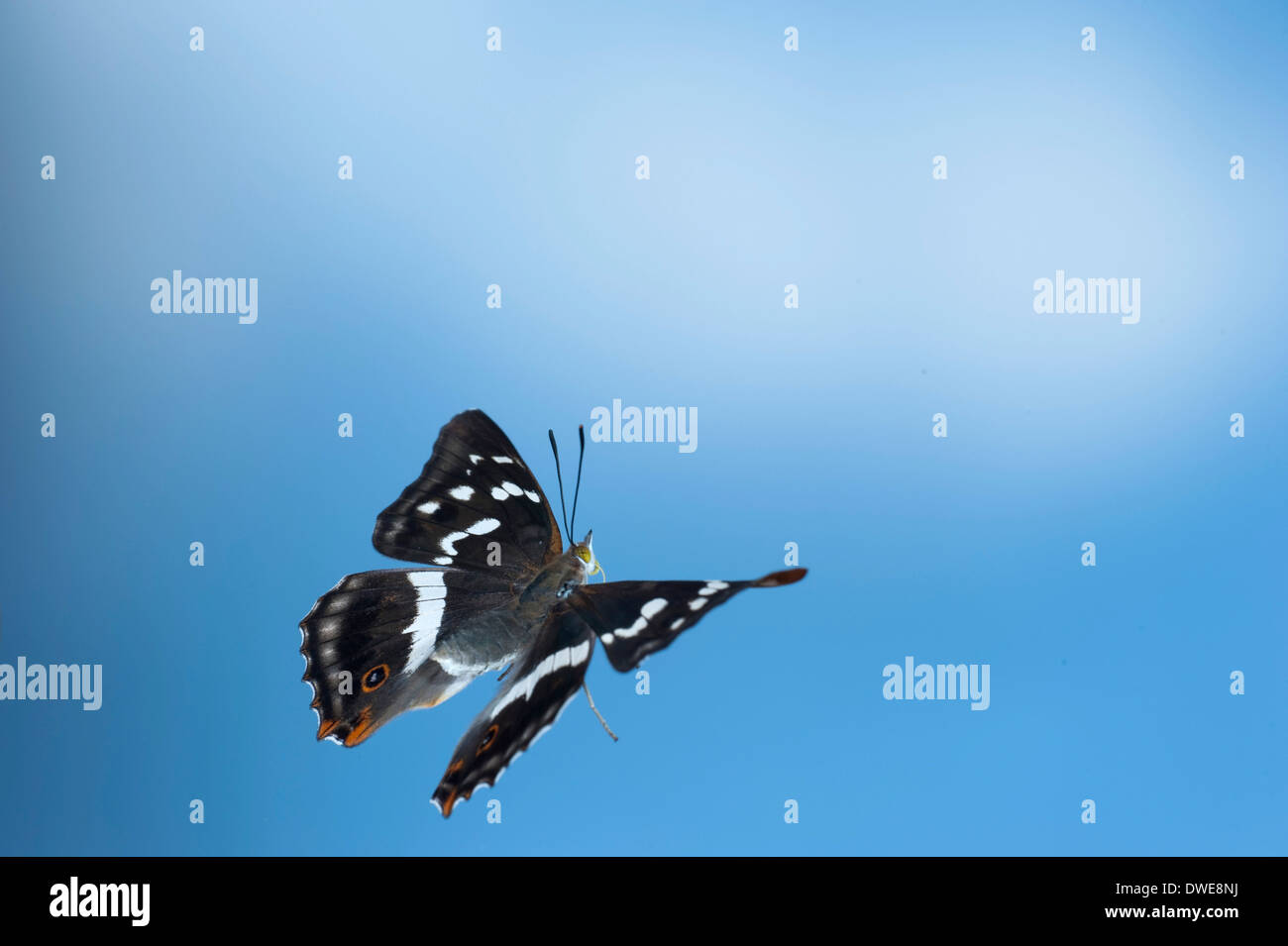 Purple Emperor Butterfly In Flight Apatura iris UK Stock Photo - Alamy