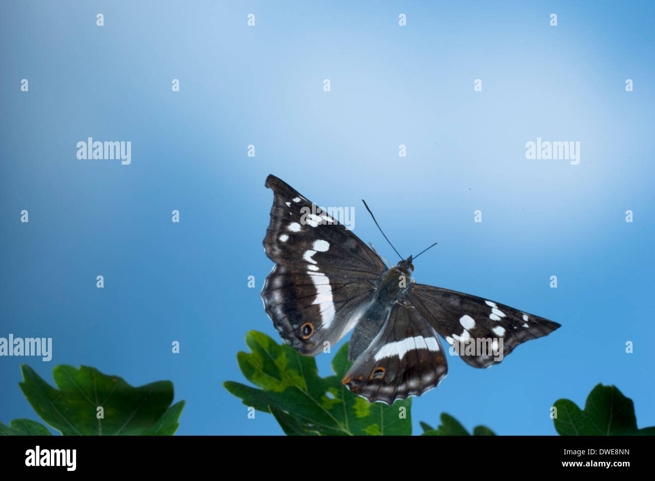 Purple Emperor Butterfly In Flight Apatura iris UK Stock Photo - Alamy