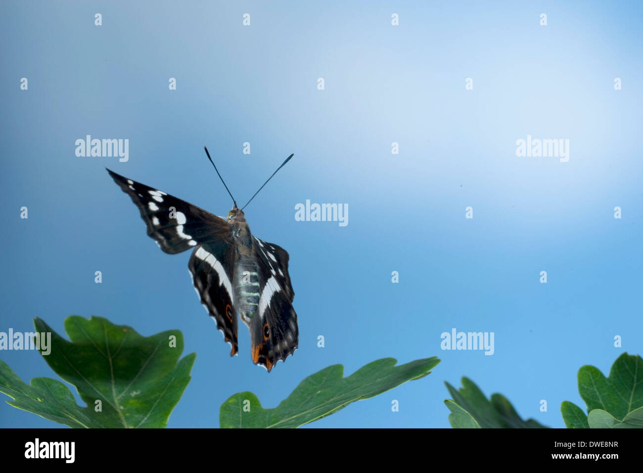Purple Emperor Butterfly In Flight Apatura iris UK Stock Photo - Alamy