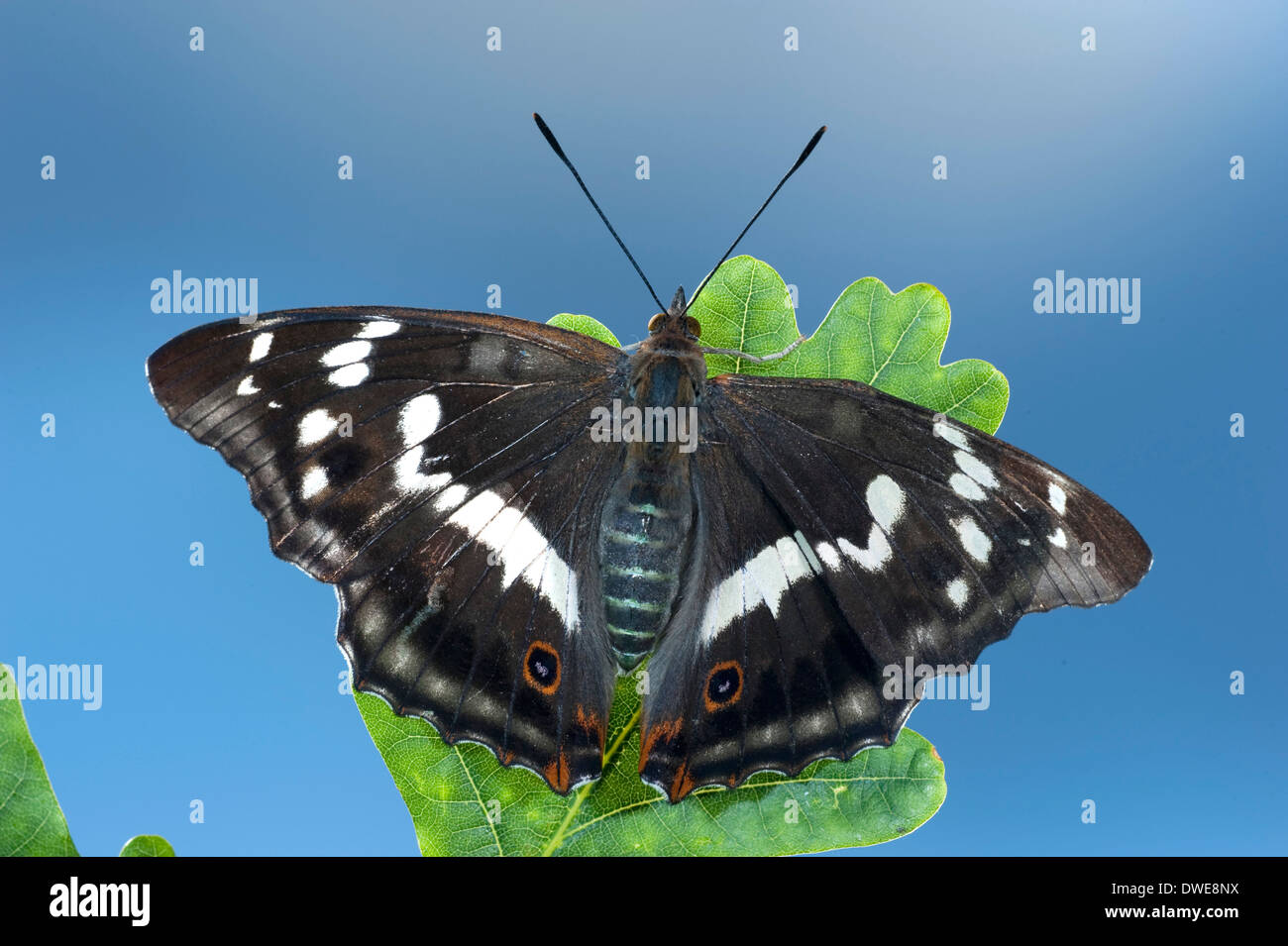 Purple emperor butterfly hi-res stock photography and images - Alamy