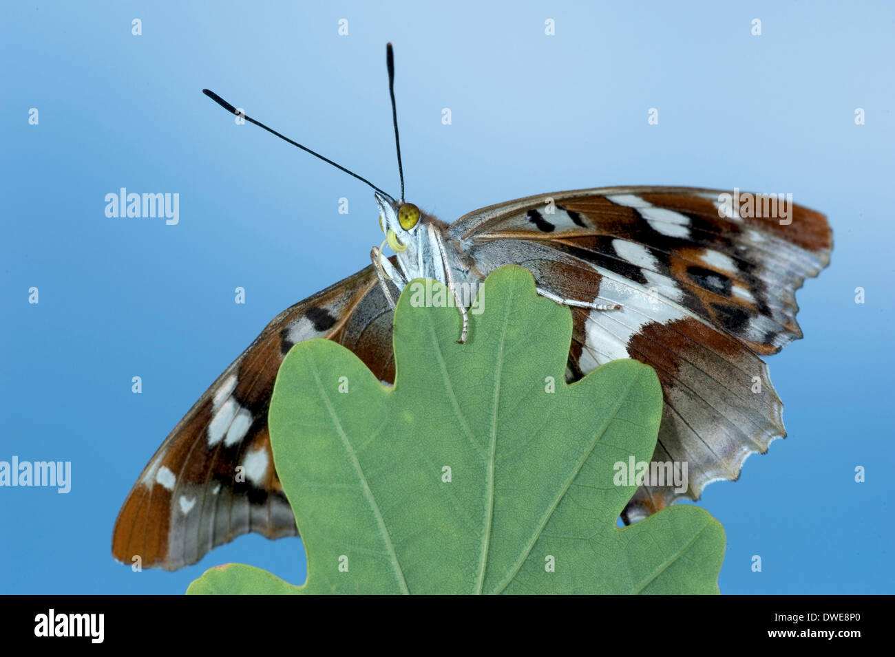 Purple Emperor Butterfly Apatura iris UK Stock Photo - Alamy