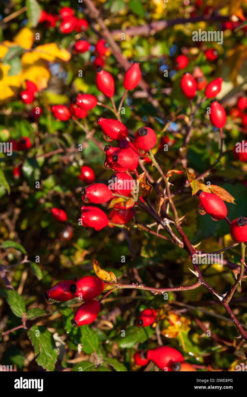 Rose hips in an English hedgerow Stock Photo - Alamy