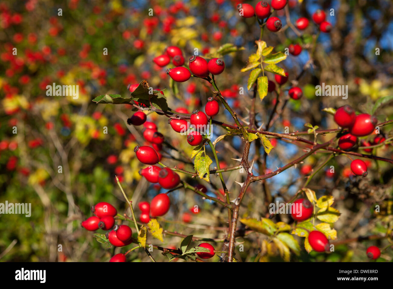 Rosehip Hedge High Resolution Stock Photography and Images - Alamy