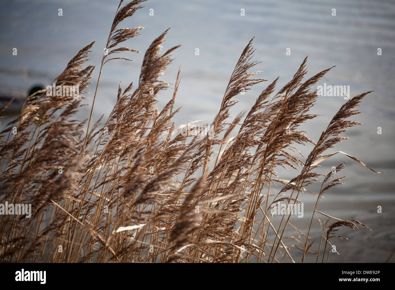 Reeds and rushes hi-res stock photography and images - Alamy