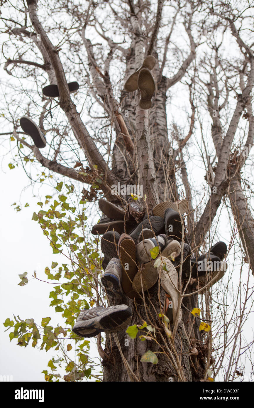 Shoe tree hi-res stock photography and images - Alamy