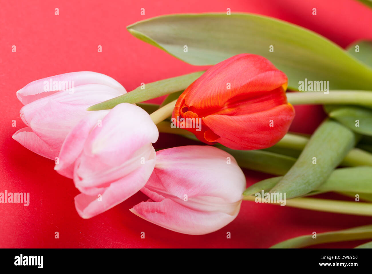 Symbolic seasonal spring background of dainty pink tulips with fresh ...